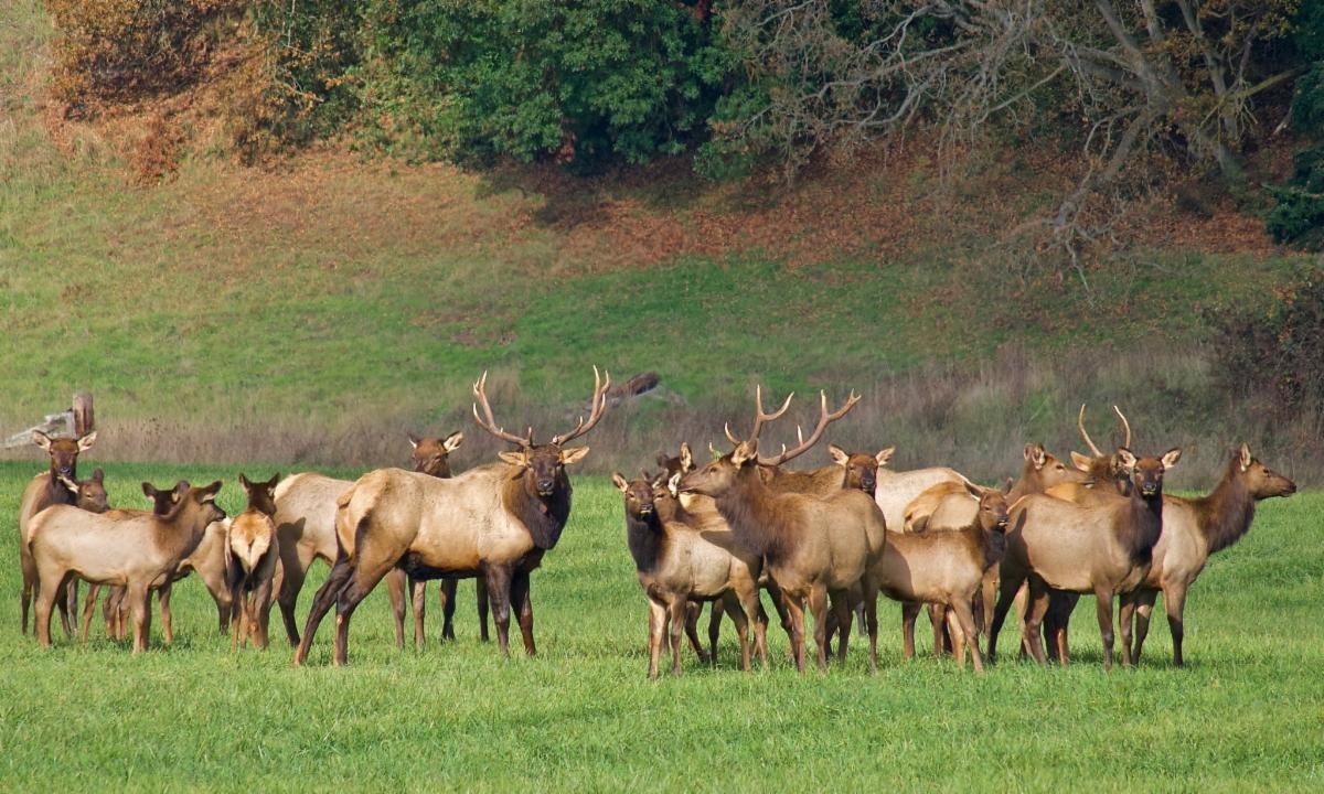 Roosevelt Elk
