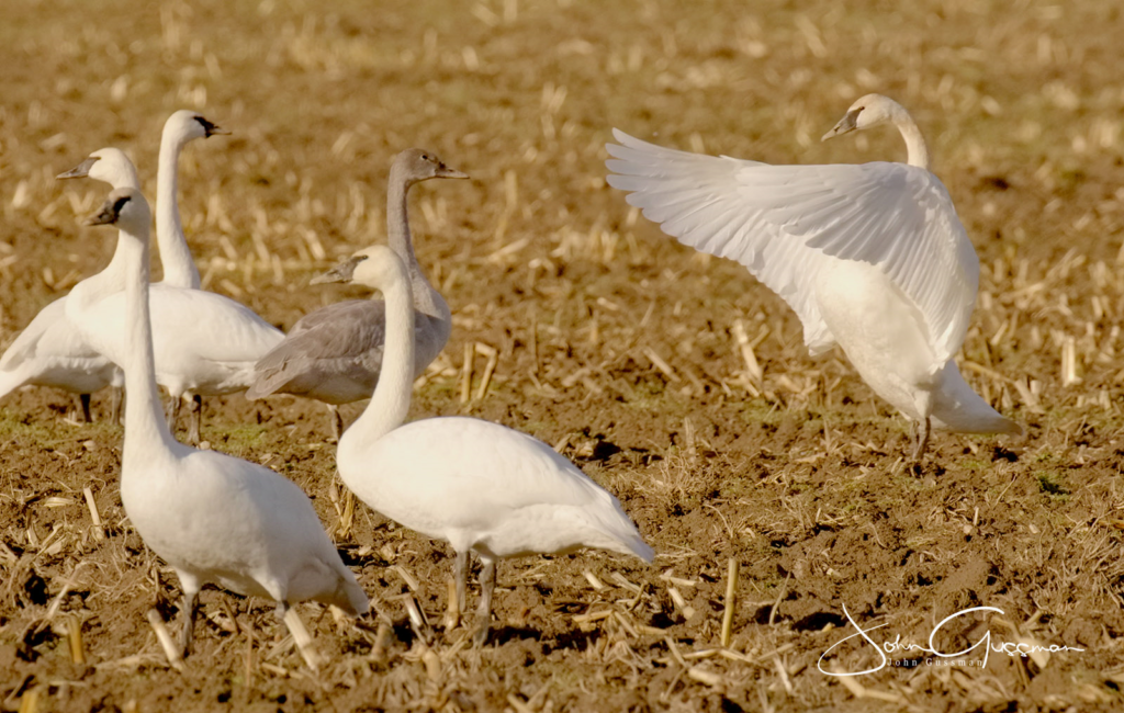 Swan Use of Lower Dungeness Habitats: The OPAS Swan Study - Dungeness ...