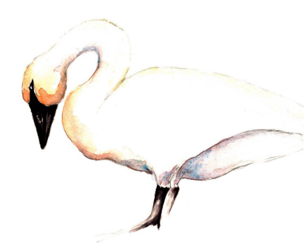 Drawing Swans in the Field - Dungeness River Nature Center