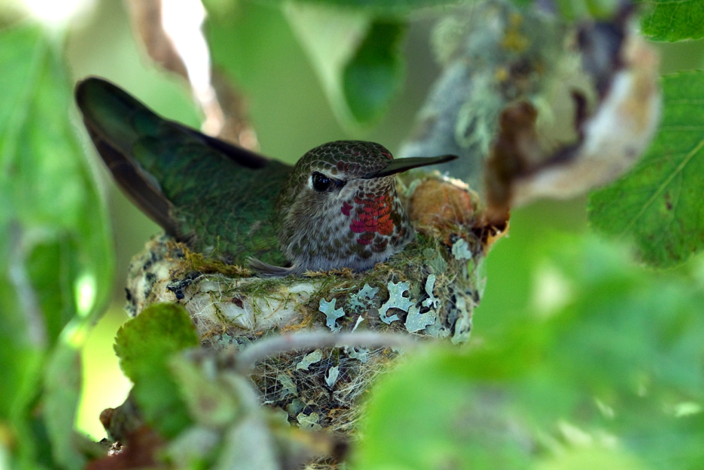 “Bird Nesting and the Great Backyard Bird Count” - Dungeness River ...