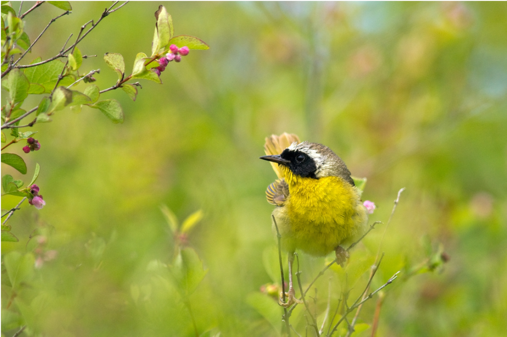 OPAS Backyard Birding: “Sounds of Spring” - Dungeness River Nature Center
