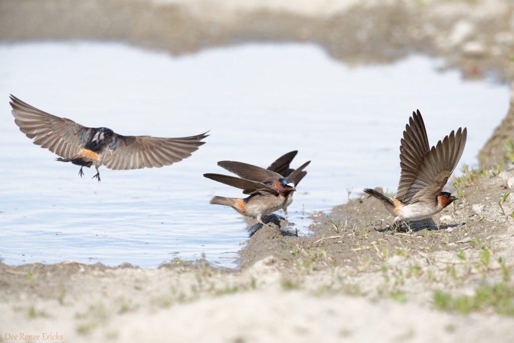 Backyard Birding: Migration - Dungeness River Nature Center