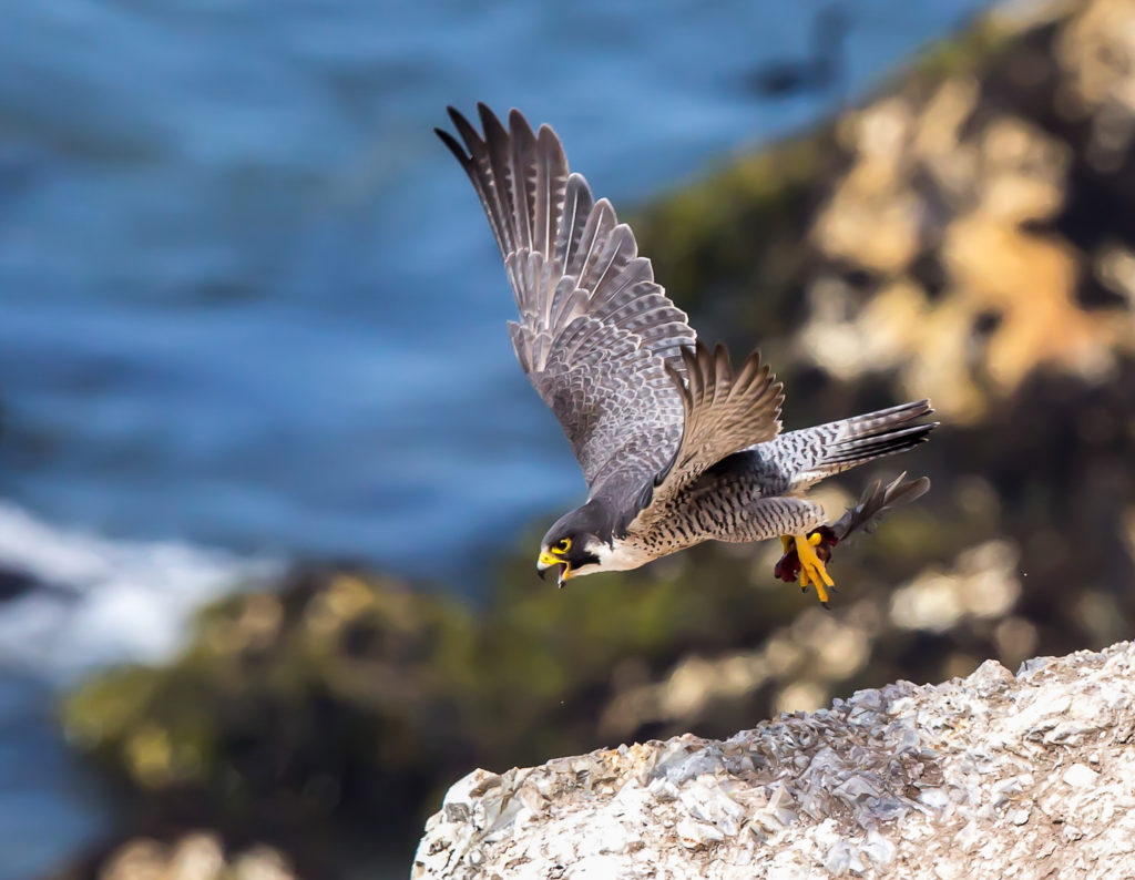 OPAS Program: Wildlife Rehabilitation and Falconry in Washington ...