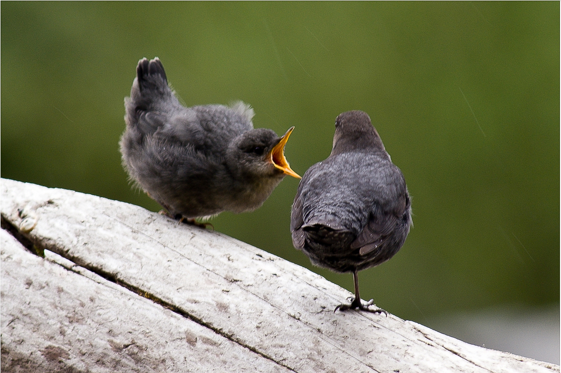 OPAS Backyard Birding: “Out of the Nest” - Dungeness River Nature Center