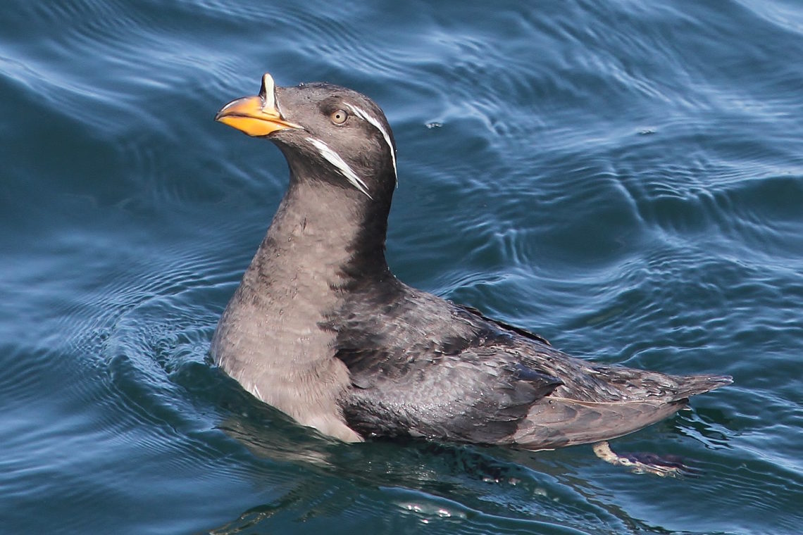 Gardiner Beach and Diamond Point Field Trip - Dungeness River Nature ...