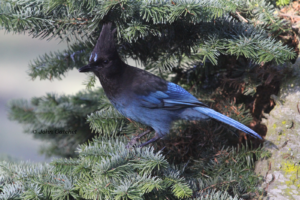 Peabody Creek Trail Field Trip - Dungeness River Nature Center