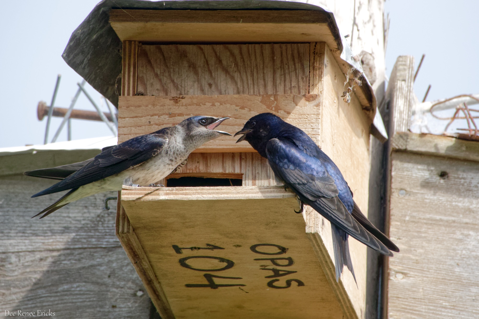 OPAS Backyard Birding: “Bird Nesting and the Great Backyard Bird Count ...