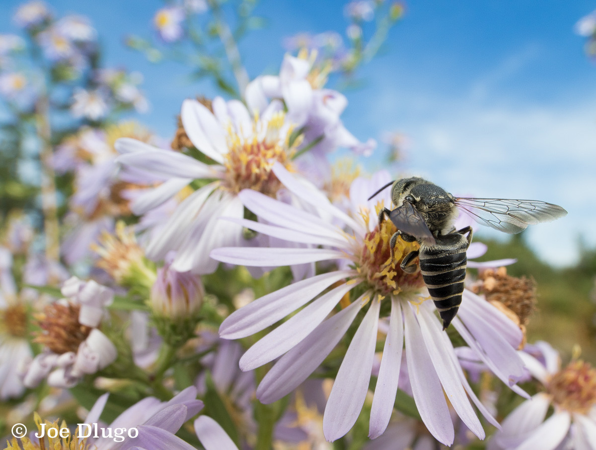Native Bee Walk - Dungeness River Nature Center