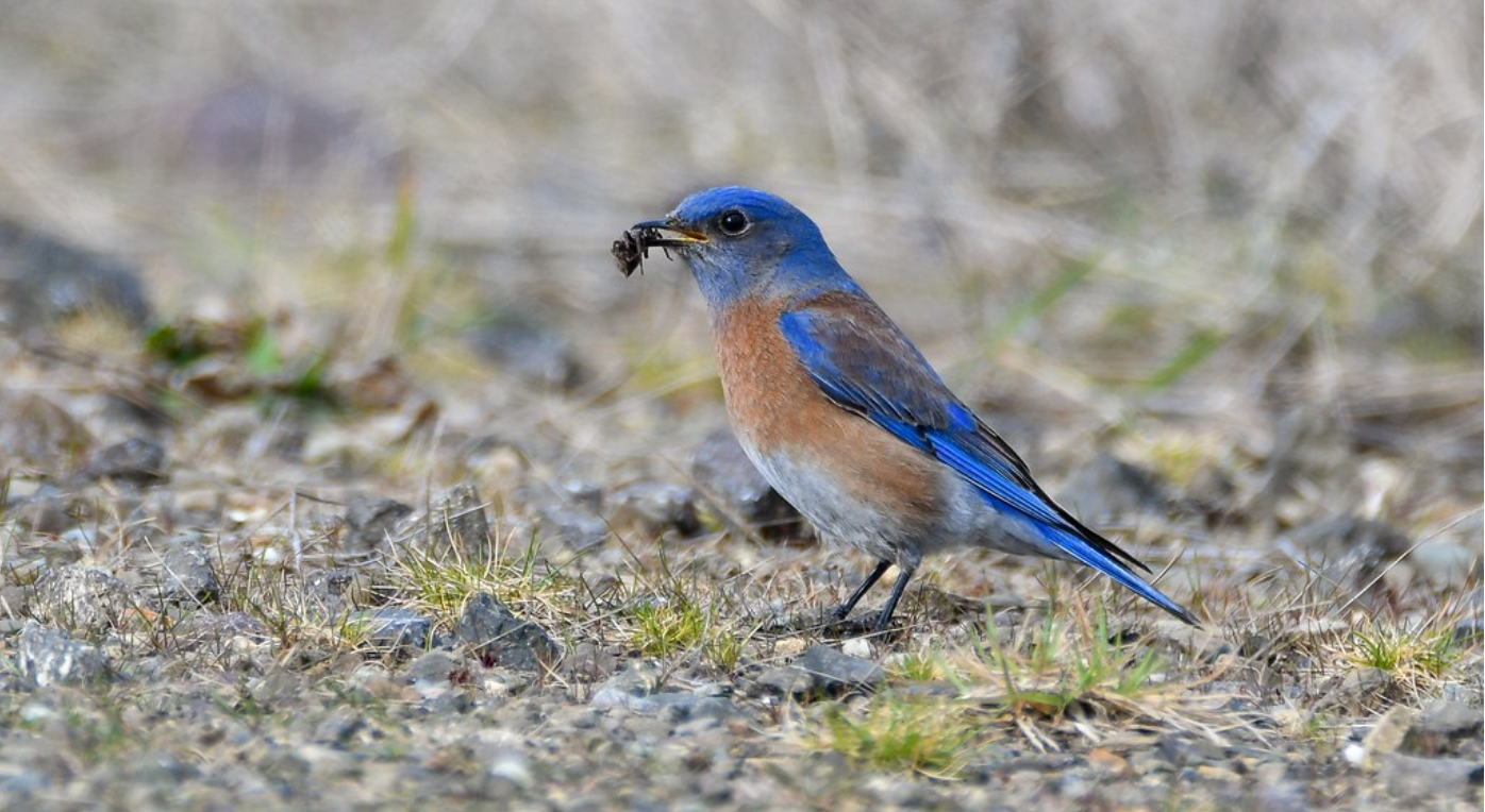 OPAS Backyard Birding: “Bird Insectivores” - Dungeness River Nature ...