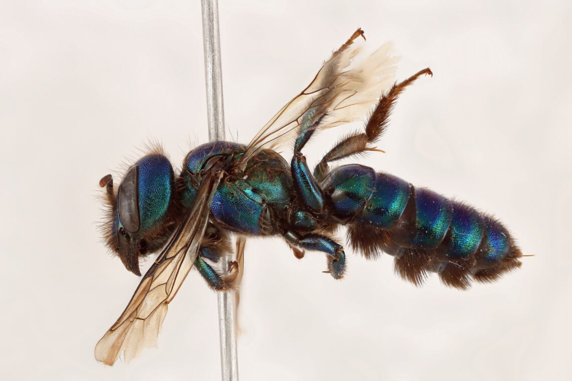 OPAS Program: Insects in the Olympics - Dungeness River Nature Center