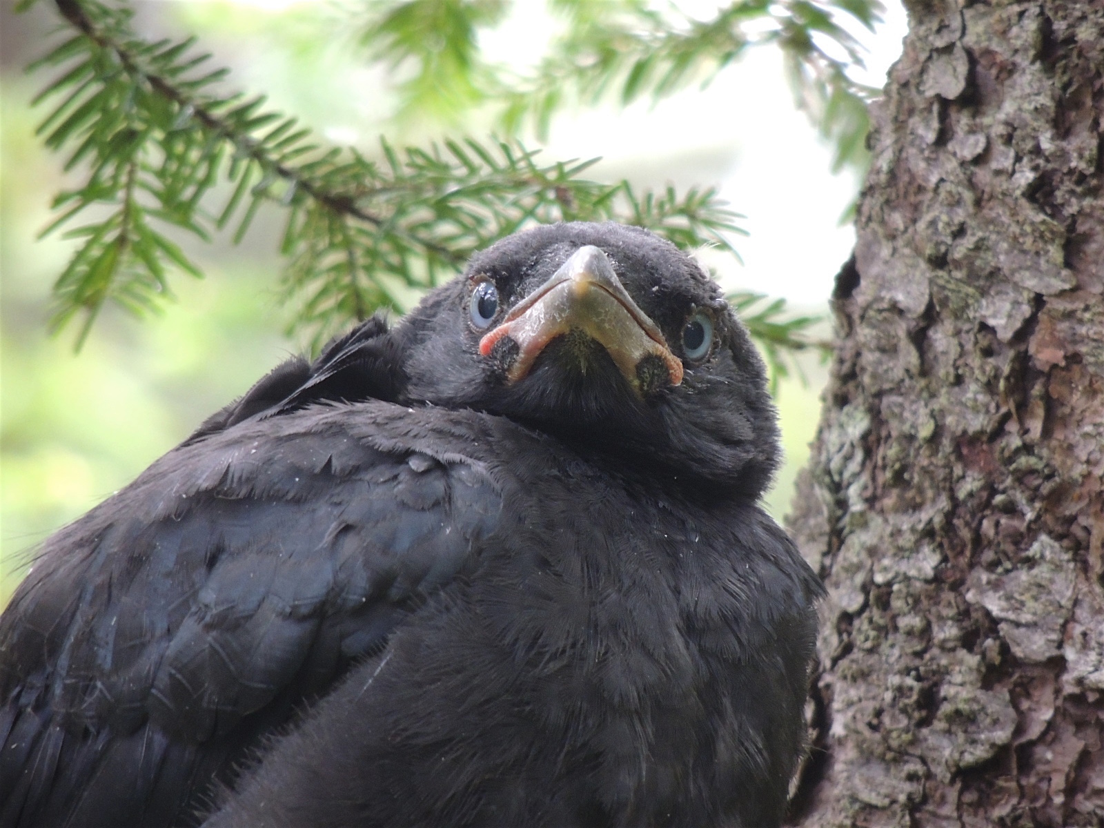 OPAS Program: “Do Crows Have Language?” - Dungeness River Nature Center ...