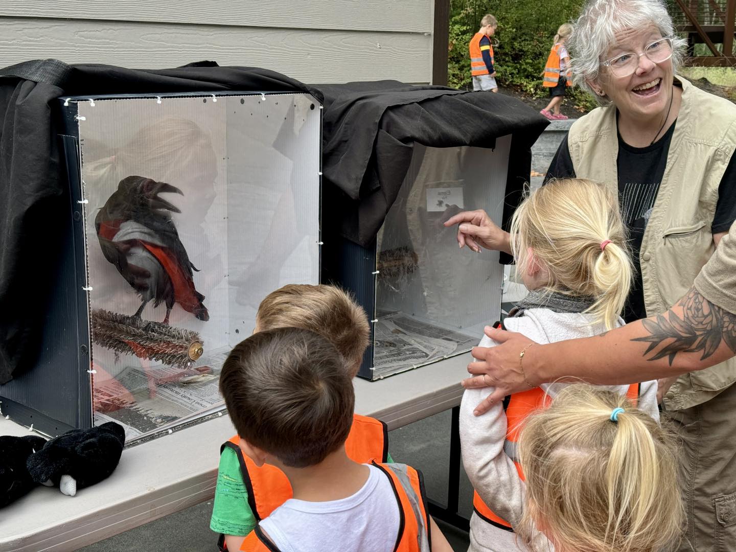 Nature Storytime- Meet the Tricksters: A Real-life Crow and Raven ...