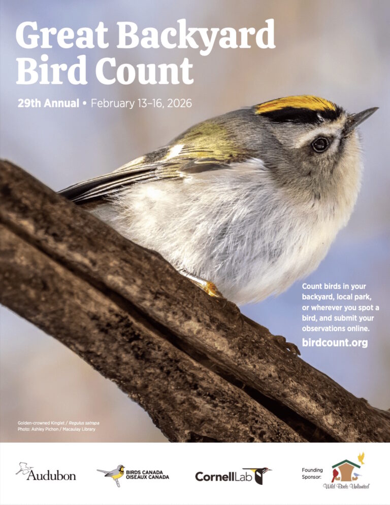 Great Backyard Bird Count - Dungeness River Nature Center | Dungeness ...