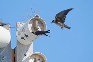 OPAS Backyard Birding: Purple Martin Class & Field Trip (a 2-part ...